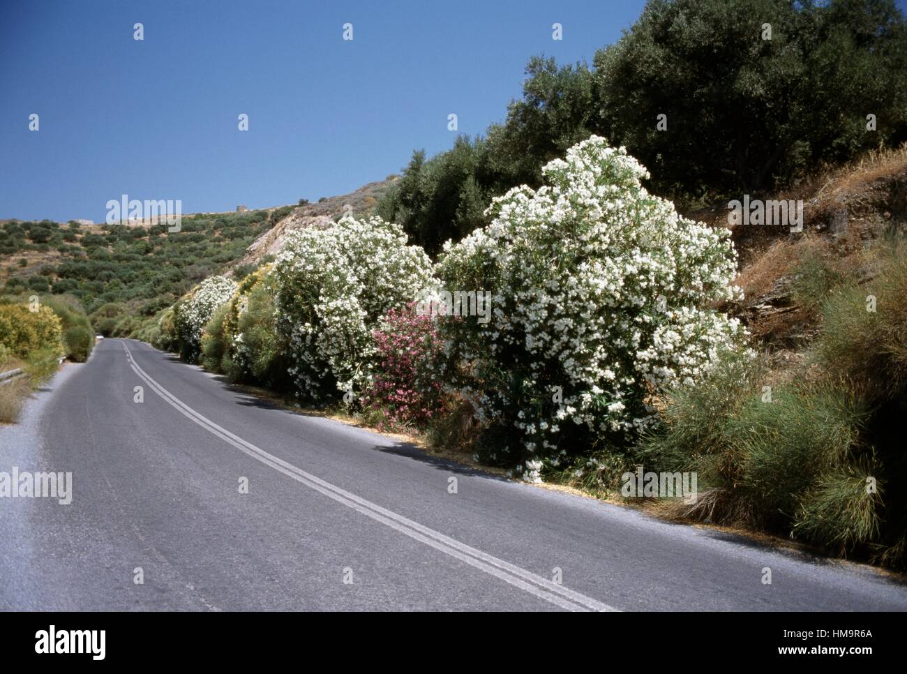 Oleanders (Nerium oleander), Apocynaceae, Crete, Greece Stock Photo - Alamy