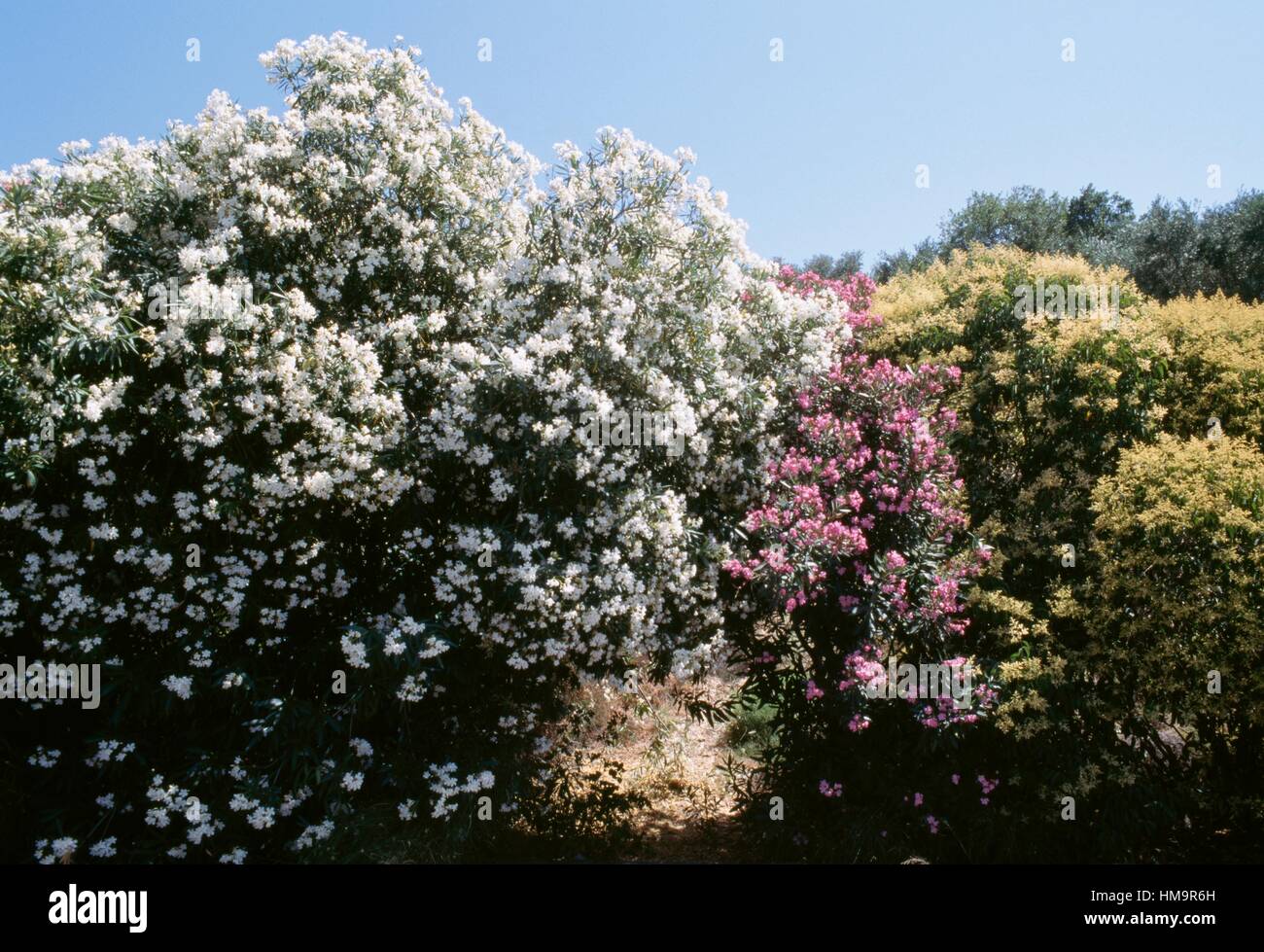 Oleanders (Nerium oleander), Apocynaceae, Crete, Greece Stock Photo - Alamy