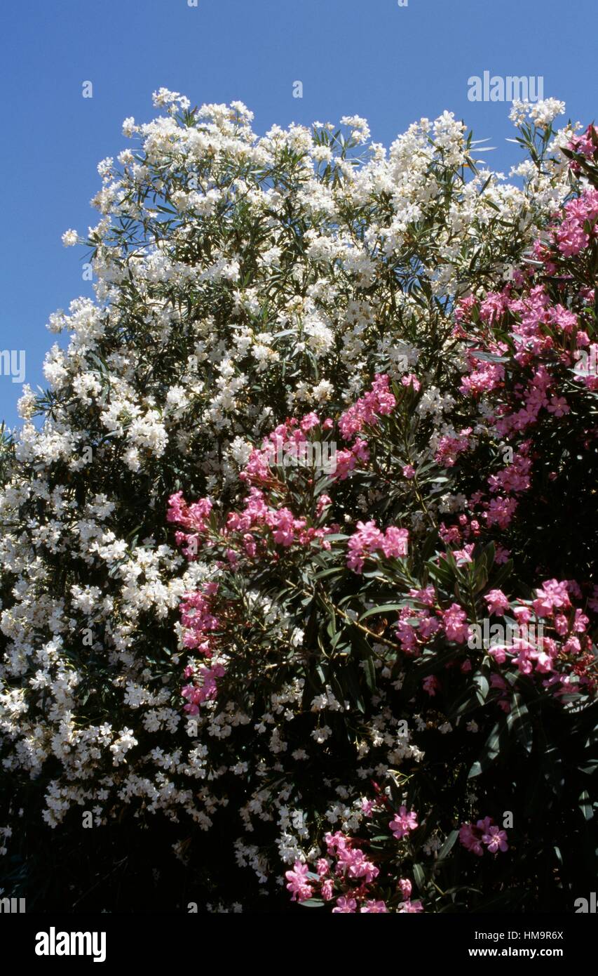 Oleanders (Nerium oleander), Apocynaceae, Crete, Greece Stock Photo - Alamy