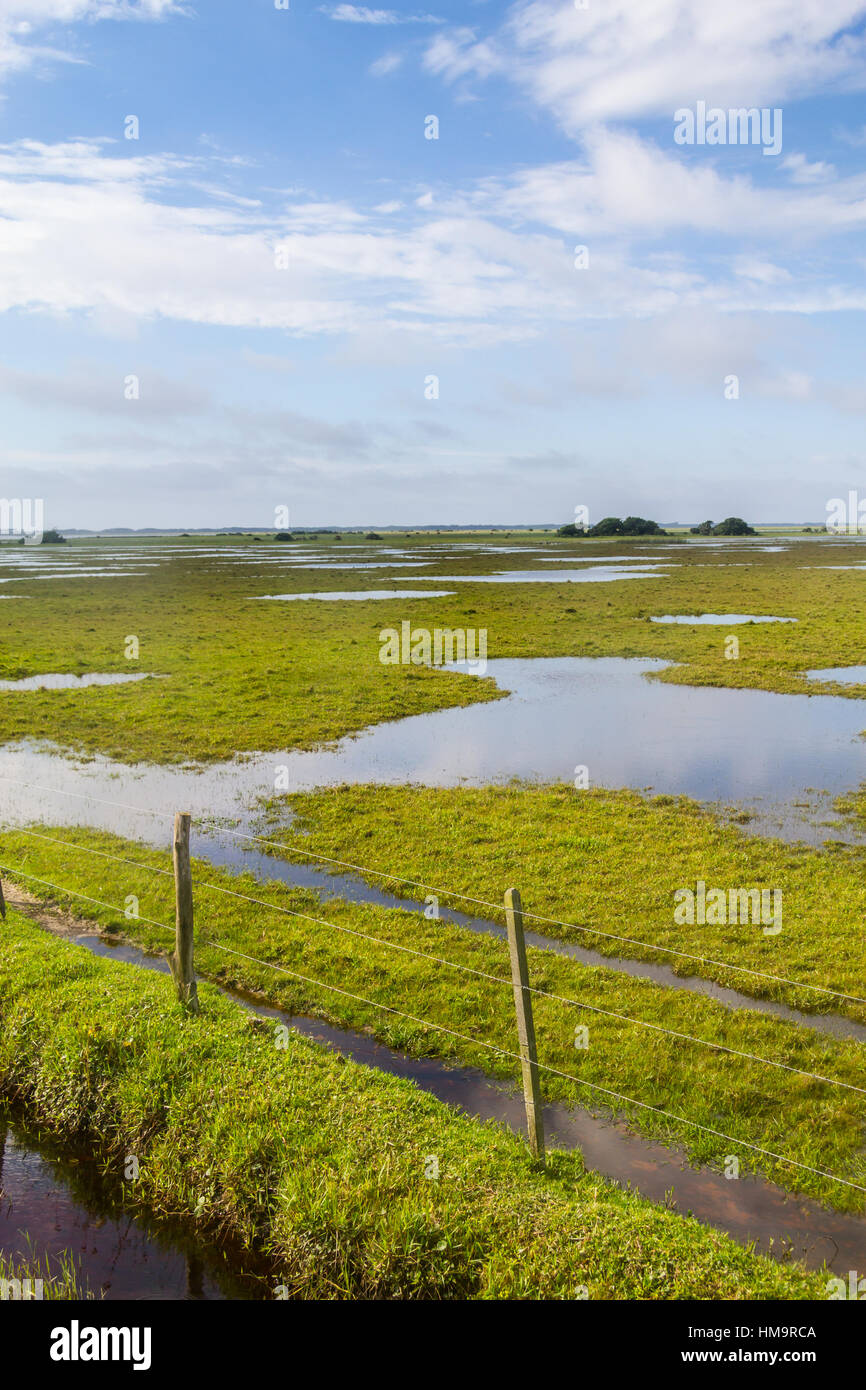 Puddles in a green field Stock Photo - Alamy
