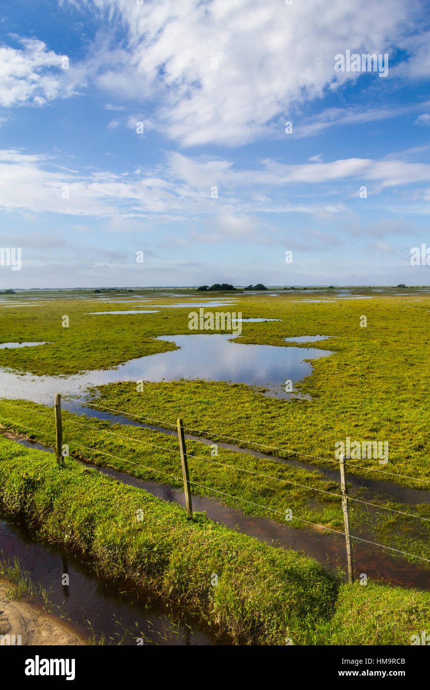 Puddles in a green field Stock Photo - Alamy
