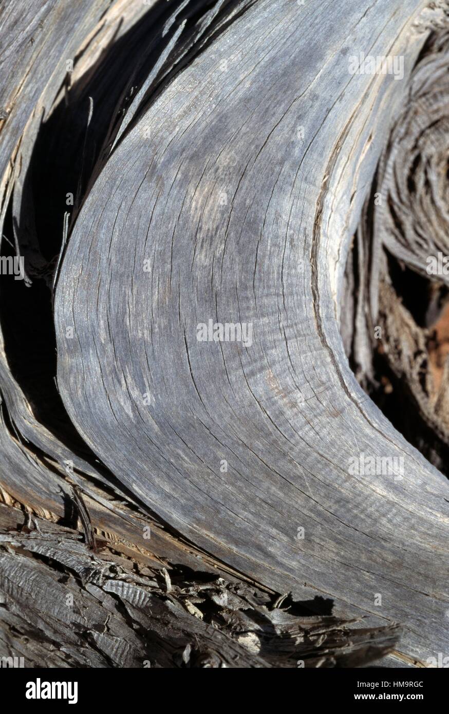 Olive tree trunk, detail, Agios Pavlos, Crete, Greece Stock Photo - Alamy
