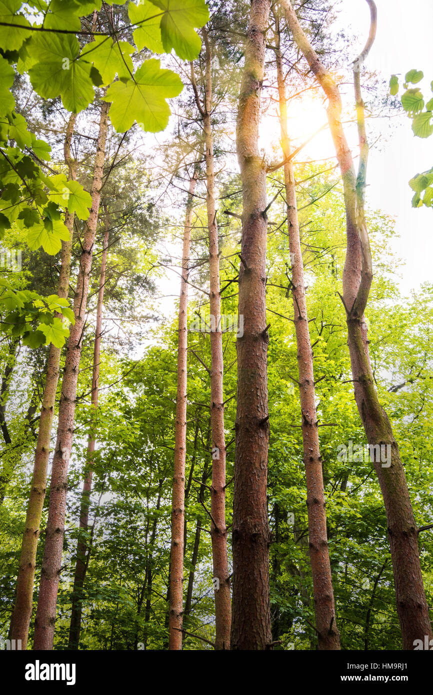 Sweet summer sun above tall trees Stock Photo - Alamy