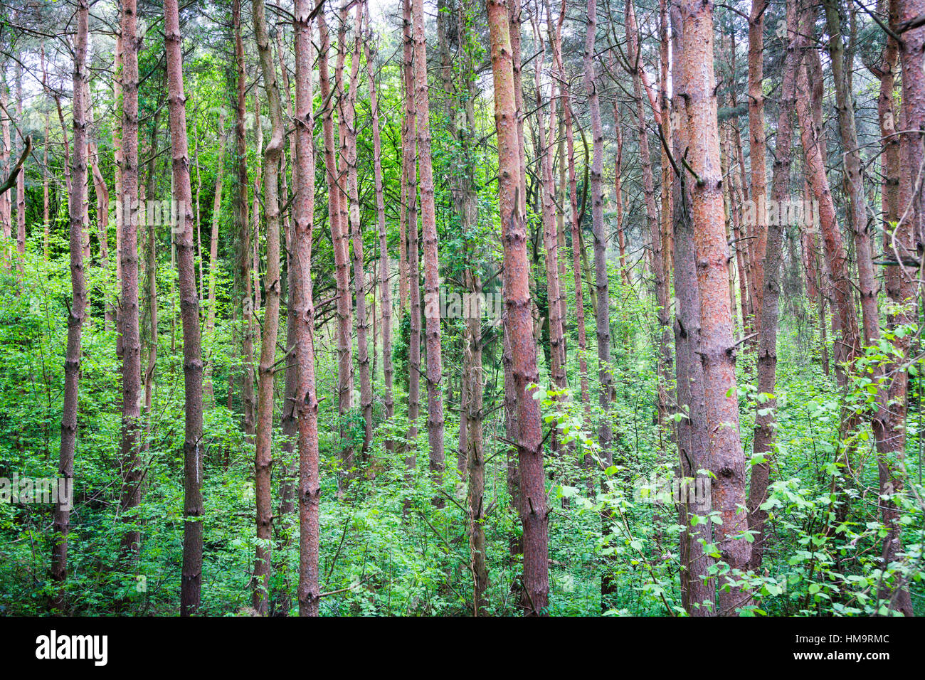 Tree trunks pattern in forest Stock Photo - Alamy