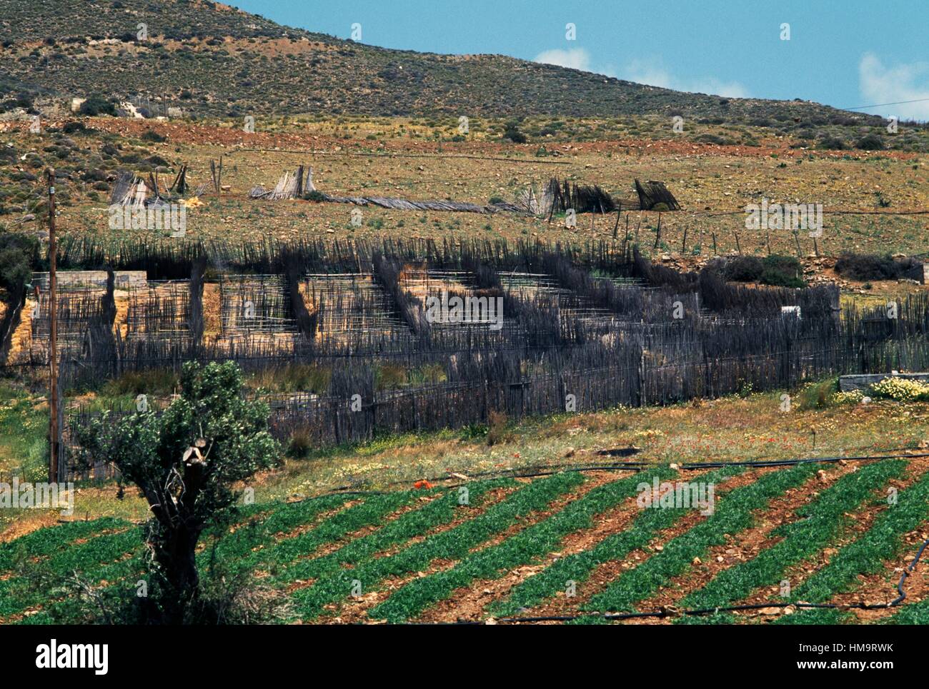 Crops near Lebena archaeological site, Crete, Greece Stock Photo - Alamy