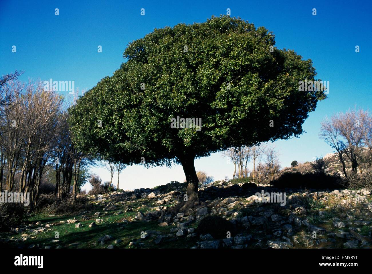 Tree, Mount Ida (Psiloritis), Crete, Greece Stock Photo - Alamy