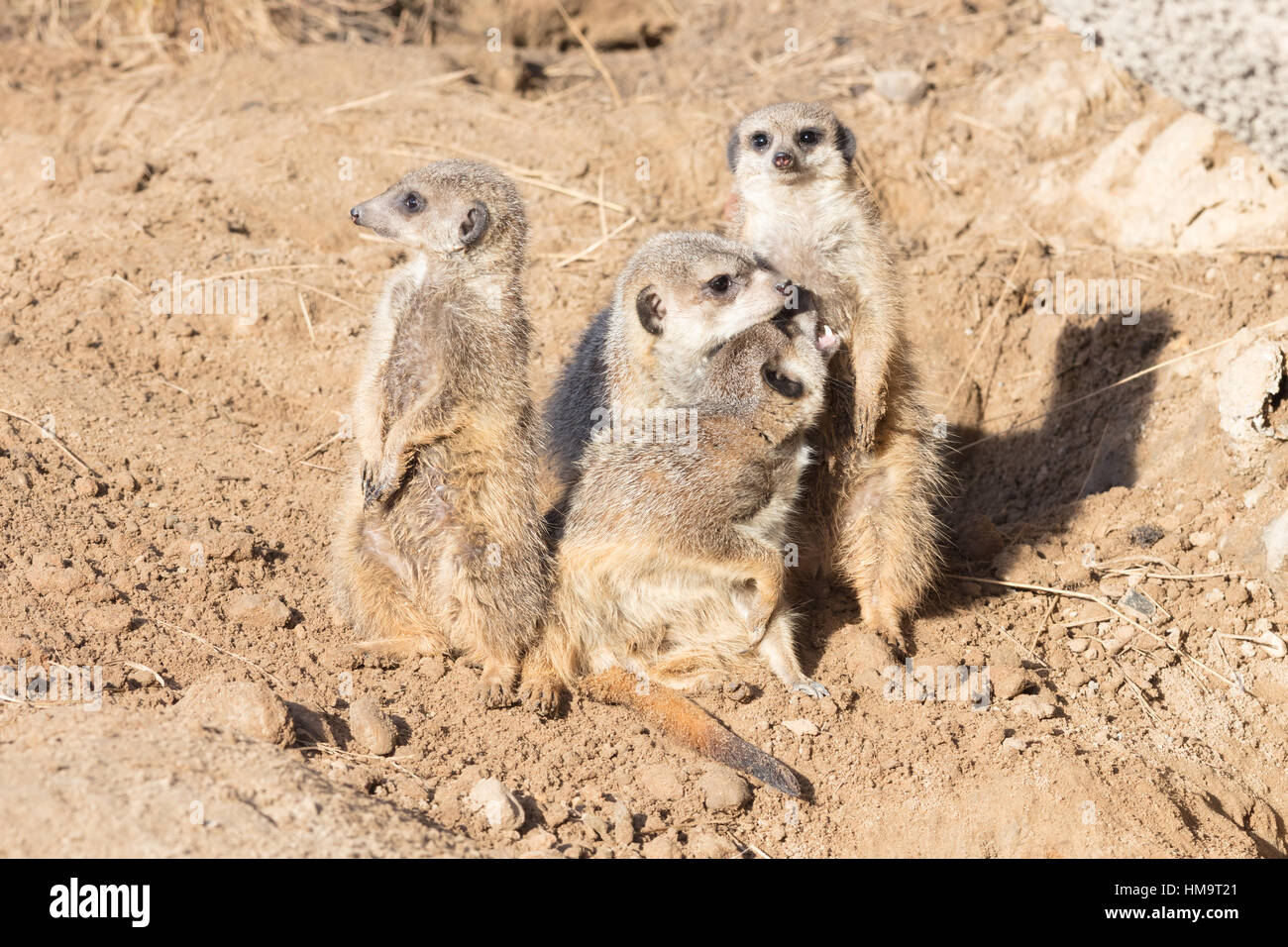 Group hug Meerkat, guarding and fooling around Stock Photo - Alamy