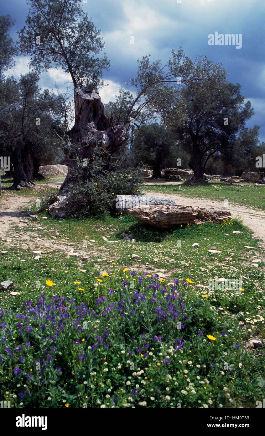 Olive trees, Crete, Greece Stock Photo - Alamy