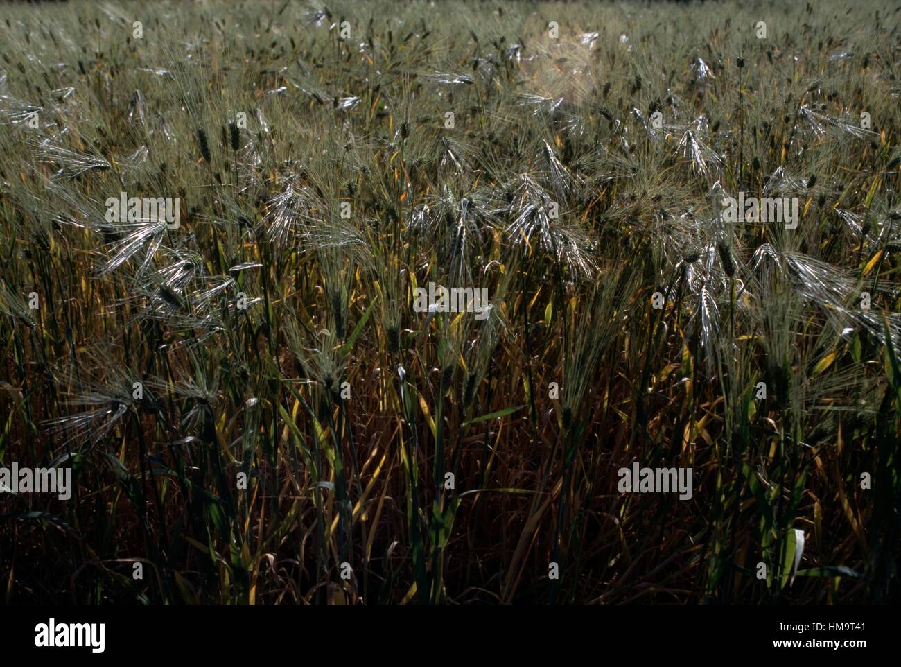 ears, field of wheat, Crete, Greece Stock Photo - Alamy