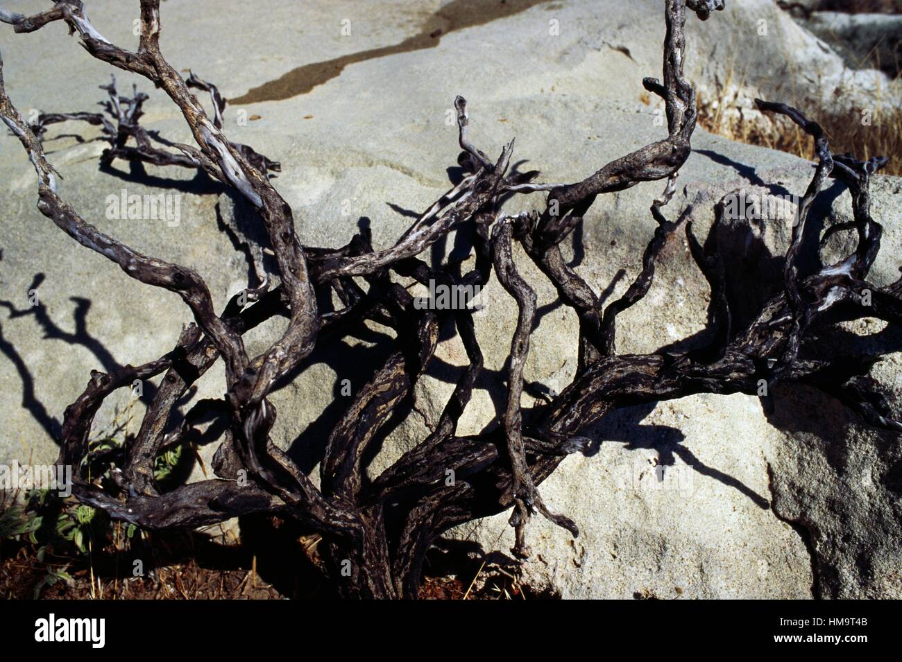 Dry bush, Crete, Greece Stock Photo - Alamy