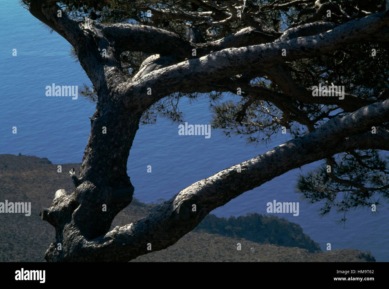 Wind-shaped tree with the sea in the background, Koudoumas, Crete ...