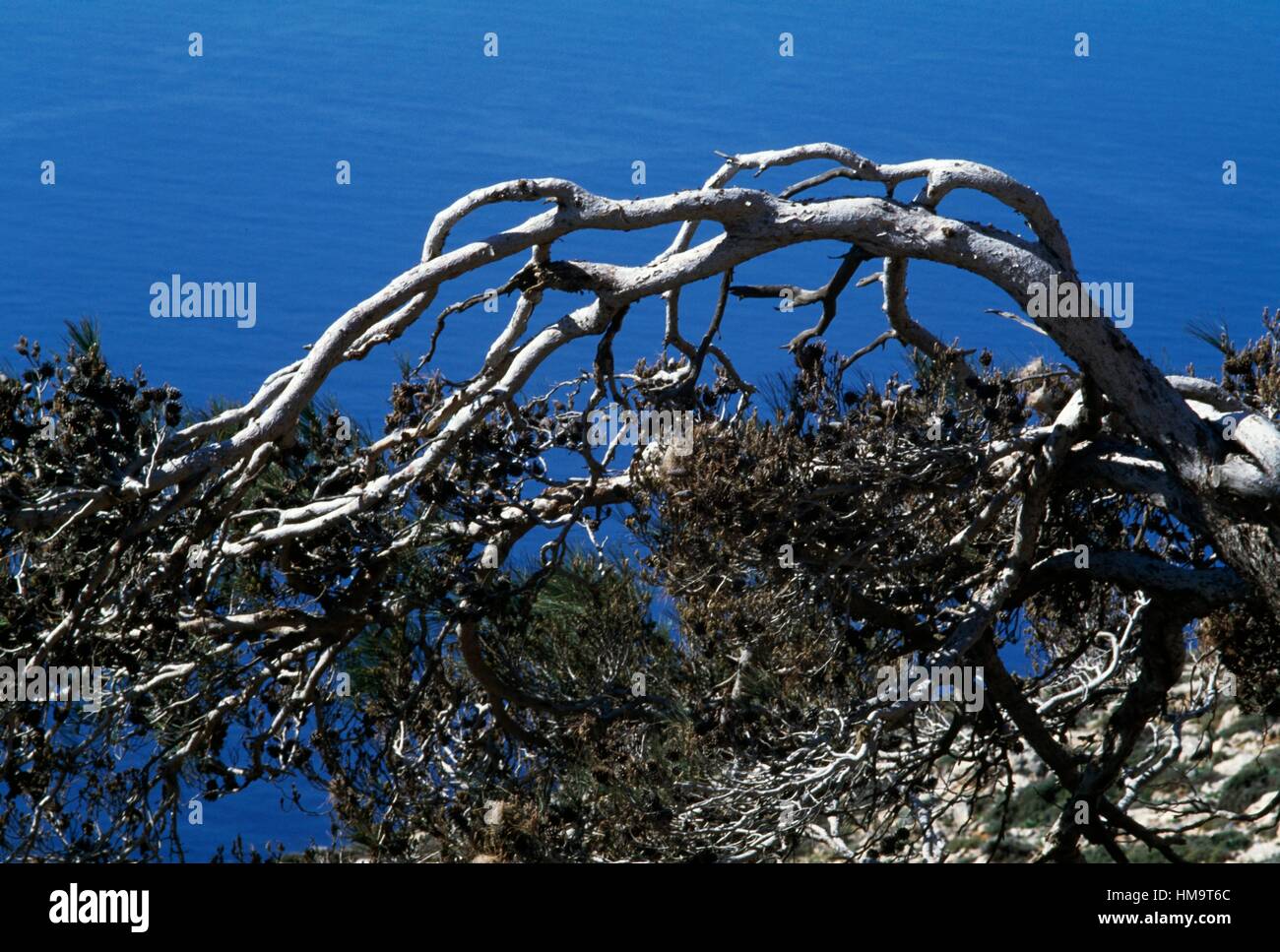 Wind-shaped tree with the sea in the background, Koudoumas, Crete ...