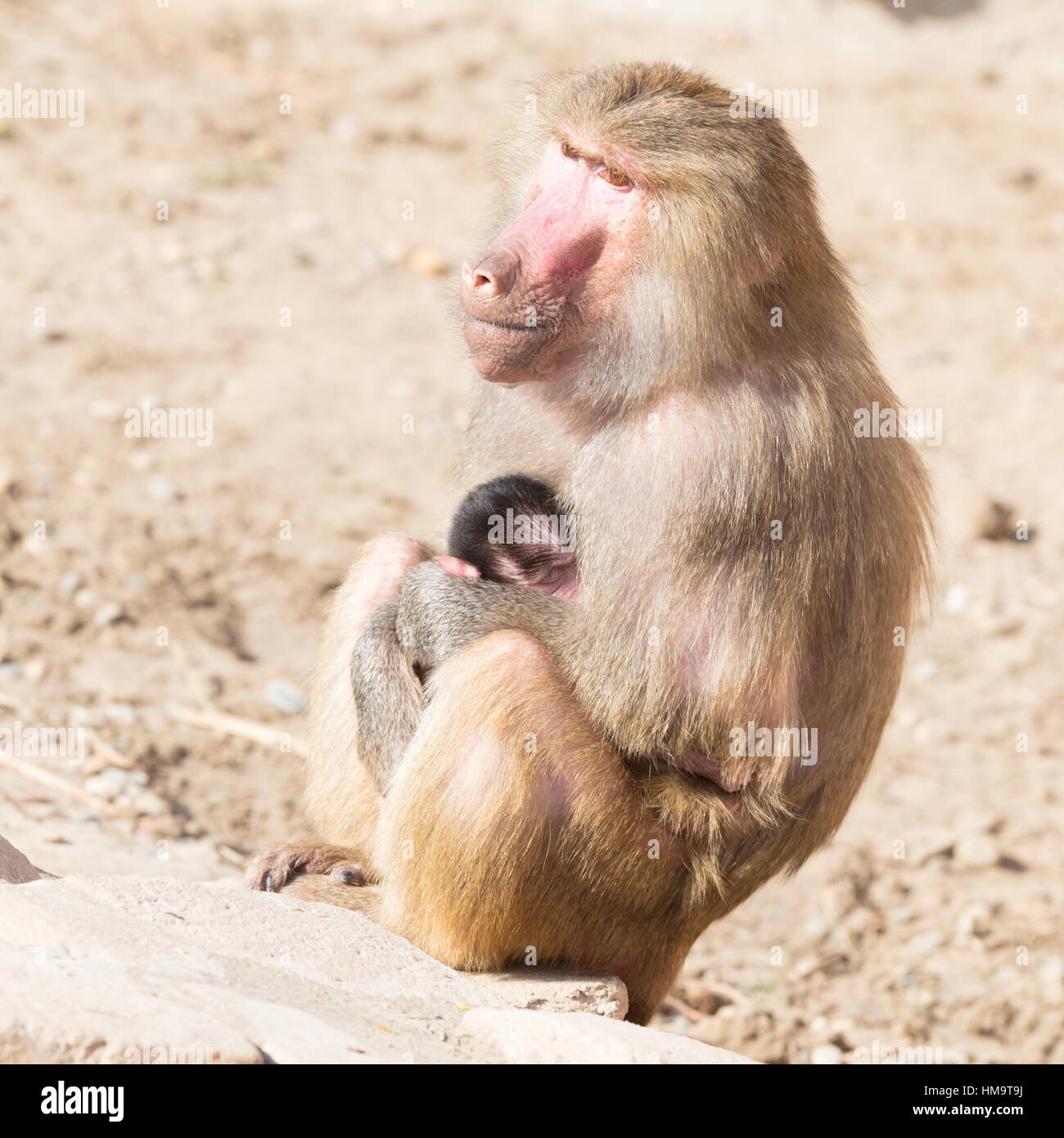 Baboon mother and her little one, natural habitat Stock Photo - Alamy