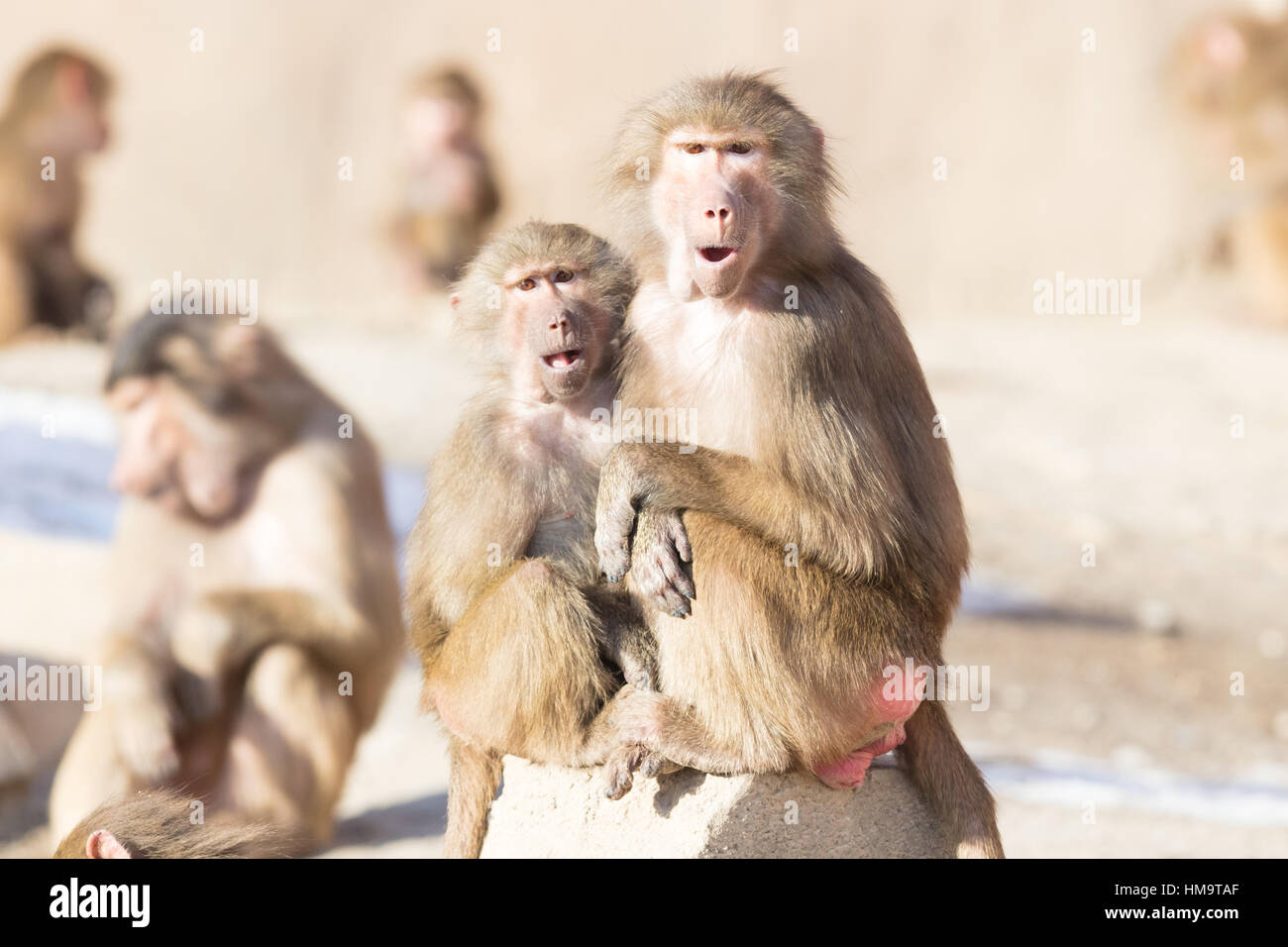 Macaque monkey human environment hi-res stock photography and images ...