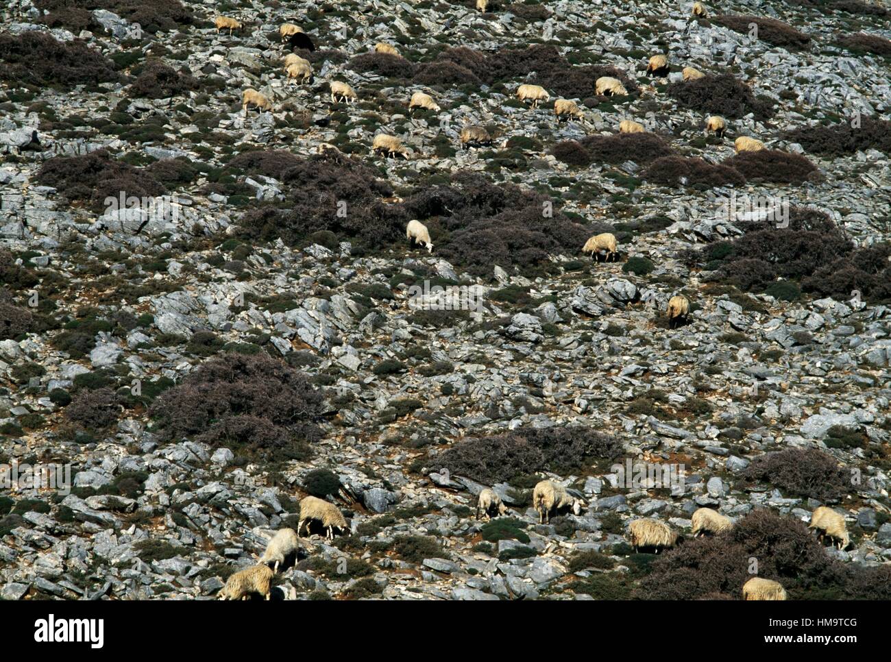 Sheep grazing, Mount Ida (Psiloritis), Crete, Greece Stock Photo - Alamy