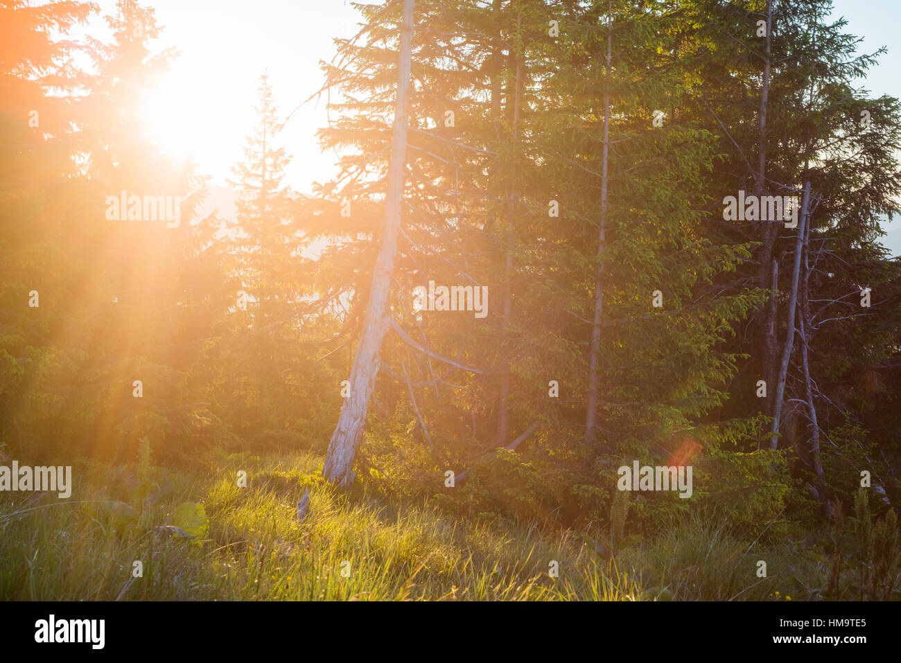 Sun setting through pine trees hi-res stock photography and images - Alamy