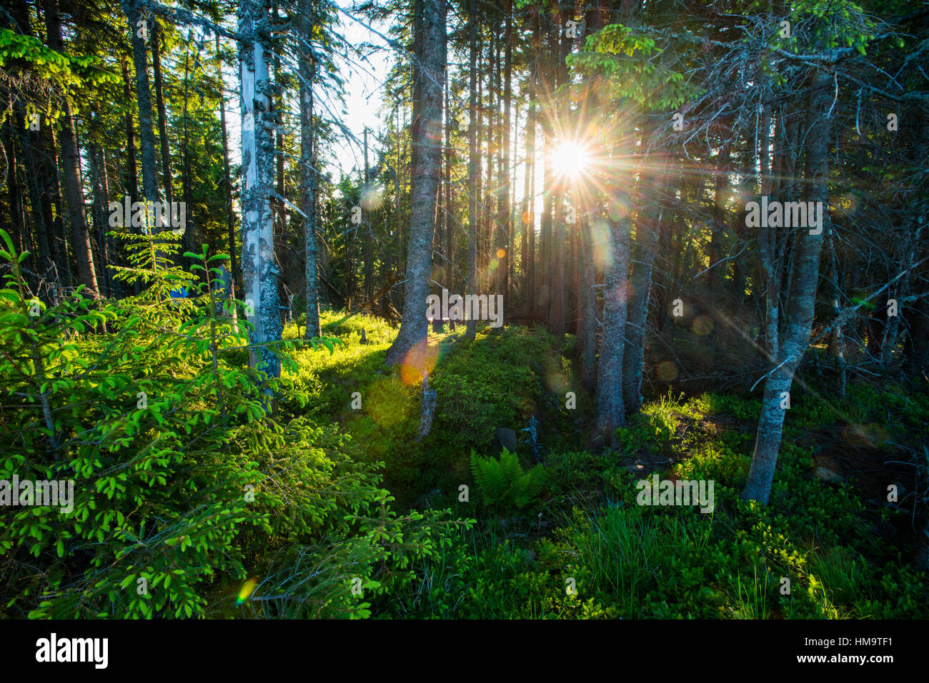 Sun setting through pine trees hi-res stock photography and images - Alamy
