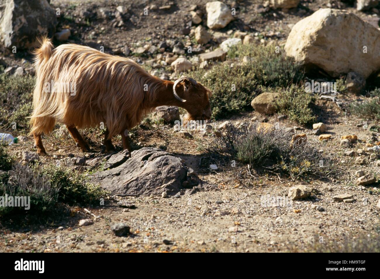 Goat, Akrotiri peninsula, Crete, Greece Stock Photo - Alamy