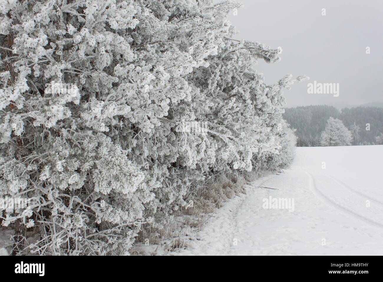 Freezing fog on trees. Icing on the branches of pine trees. Cold ...
