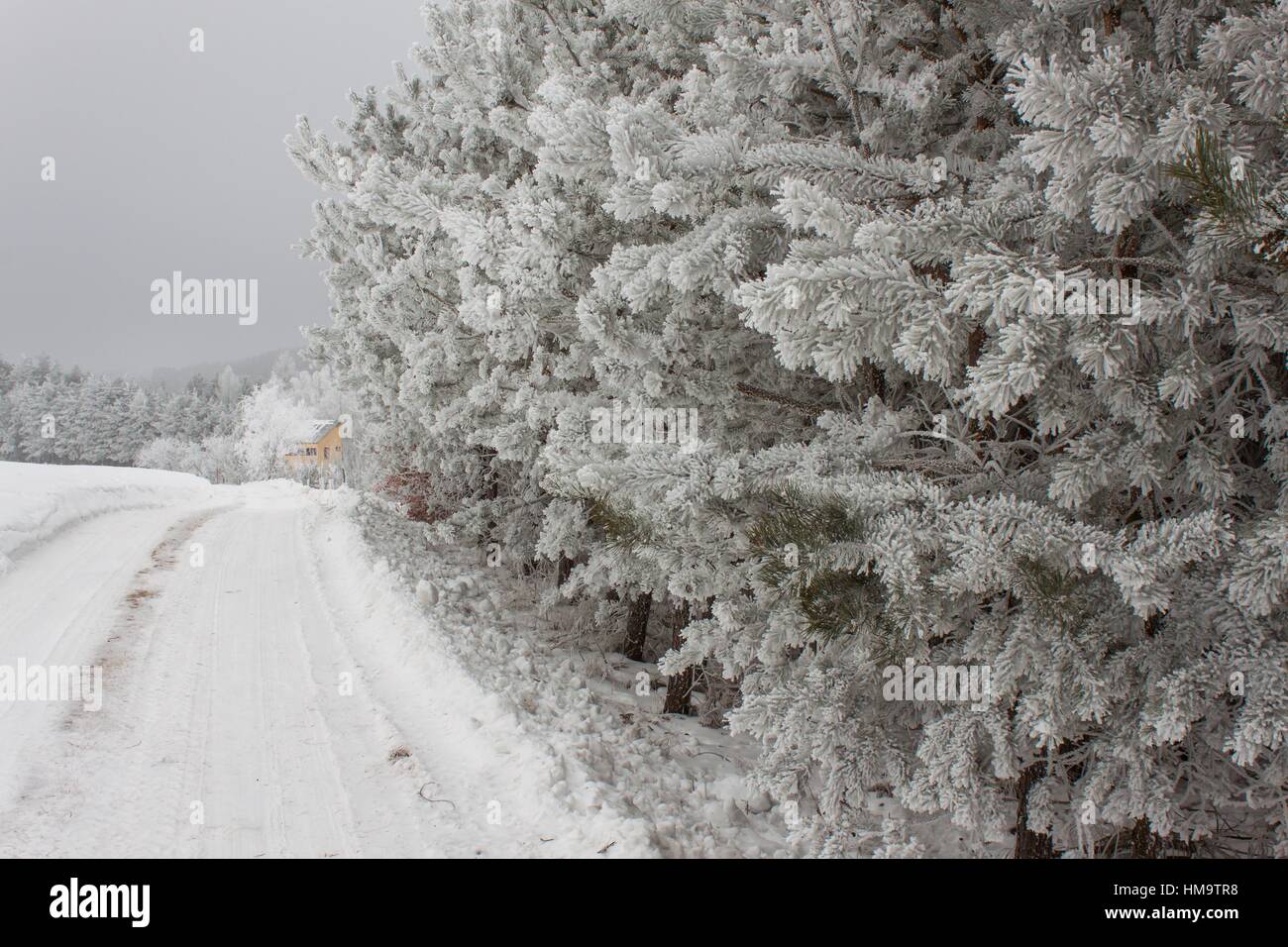 Freezing fog on trees. Icing on the branches of pine trees. Cold ...