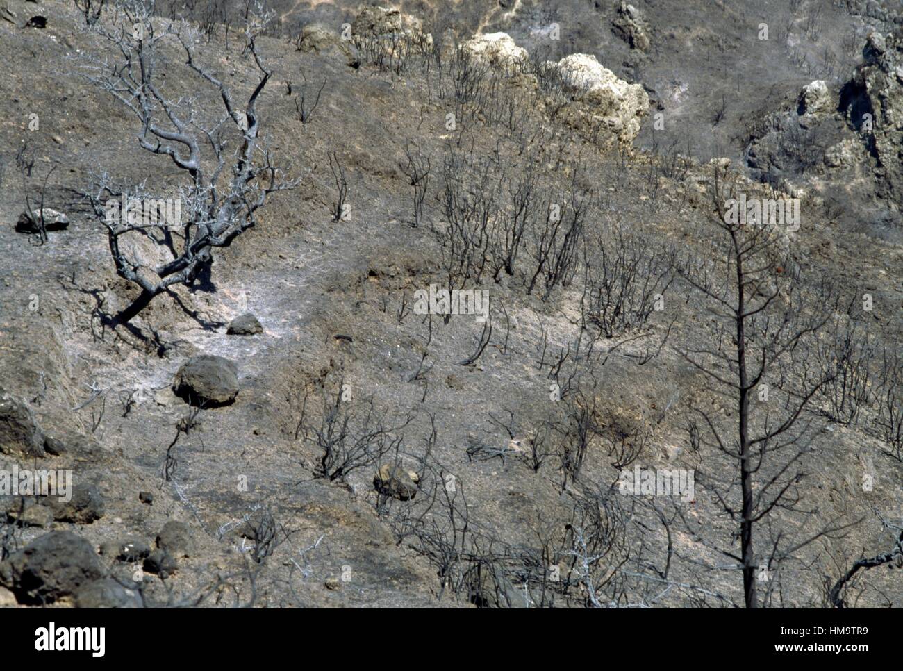 Trees after a fire, Crete, Greece Stock Photo - Alamy