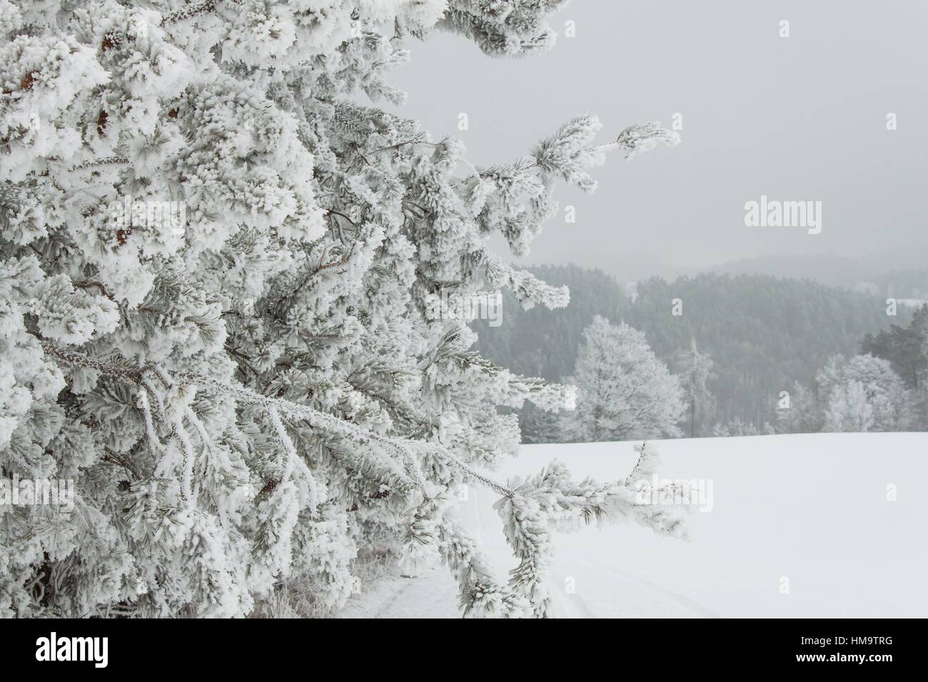 Freezing fog on trees. Icing on the branches of pine trees. Cold ...