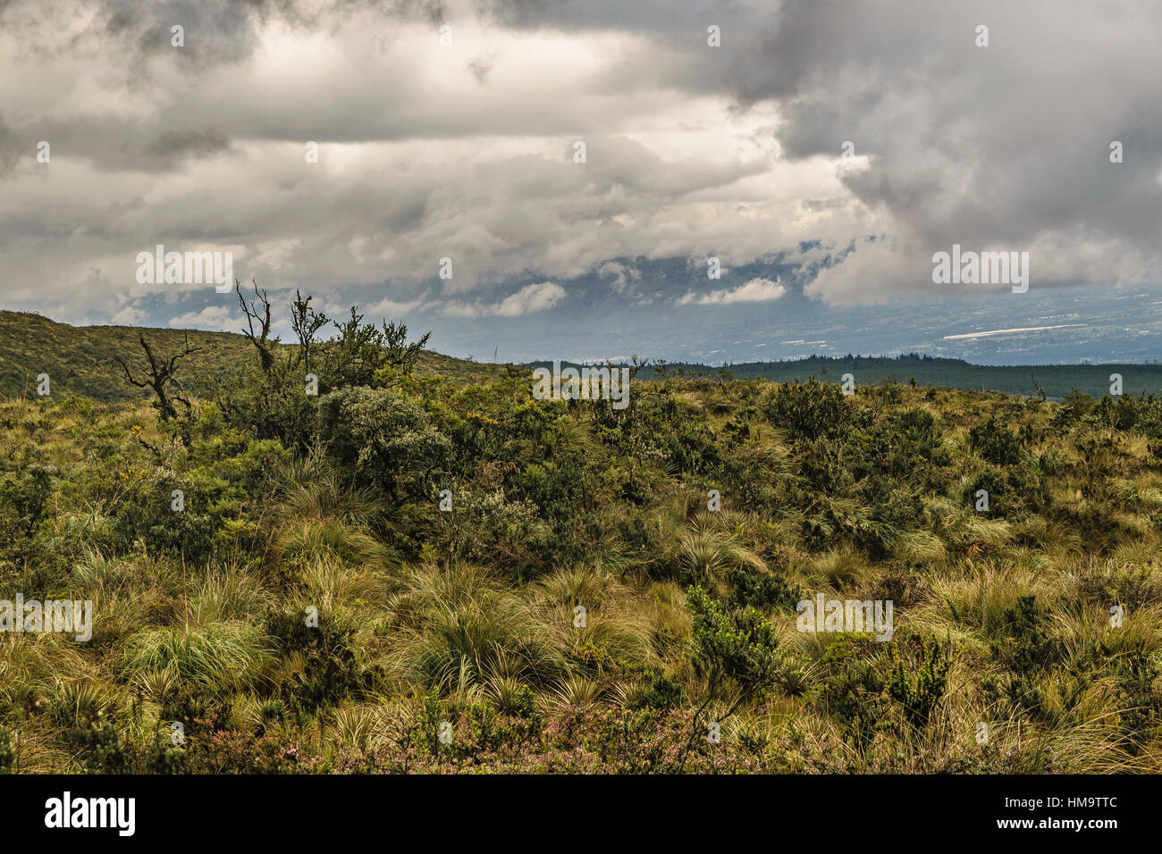Andean landscape scene at Cotopaxi national park, Ecuador Stock Photo ...
