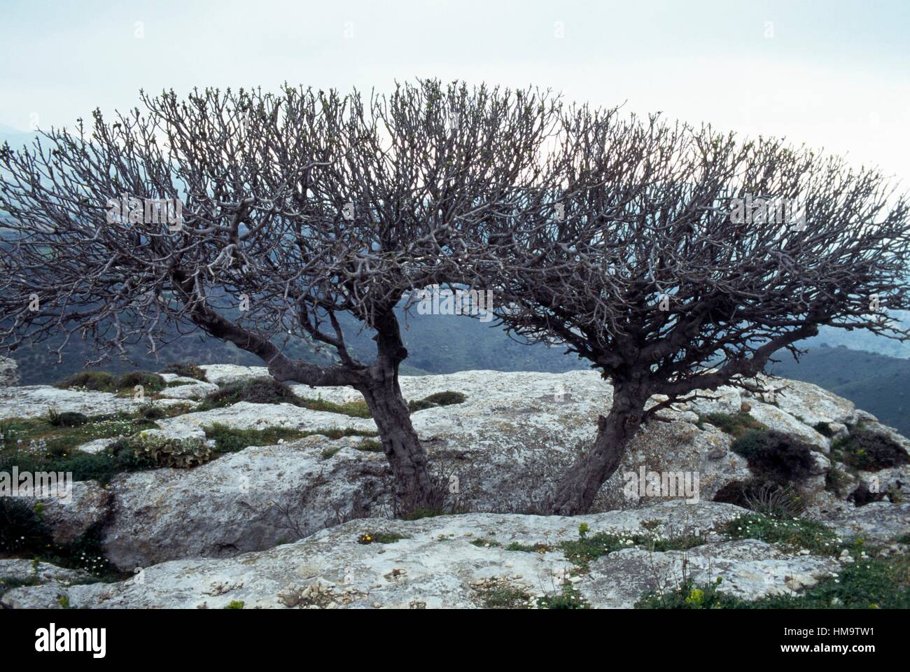 Tree near the ancient Rhizenia, Prinias Plateau, Crete, Greece Stock ...