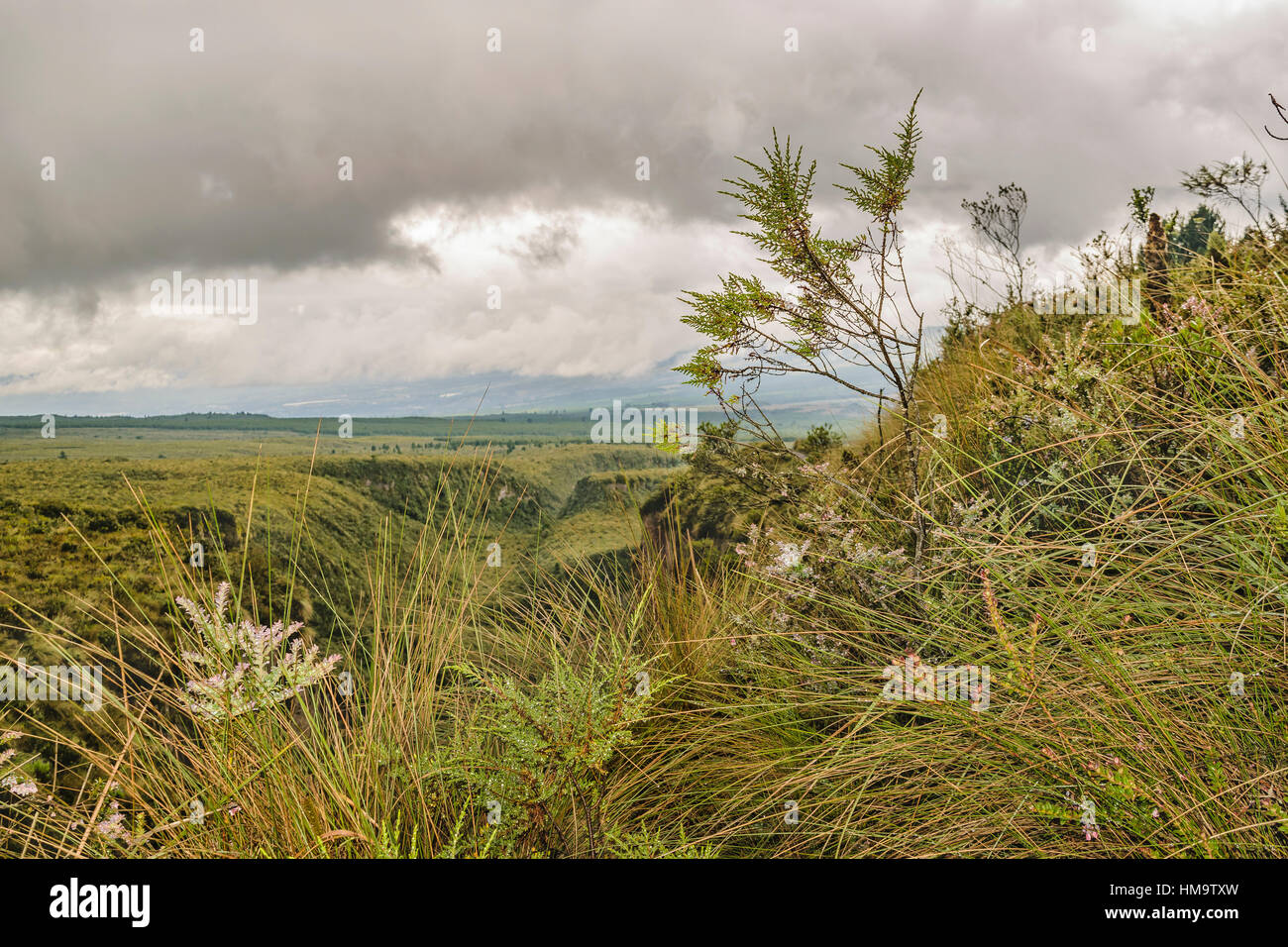 Andean landscape scene at Cotopaxi national park, Ecuador Stock Photo ...