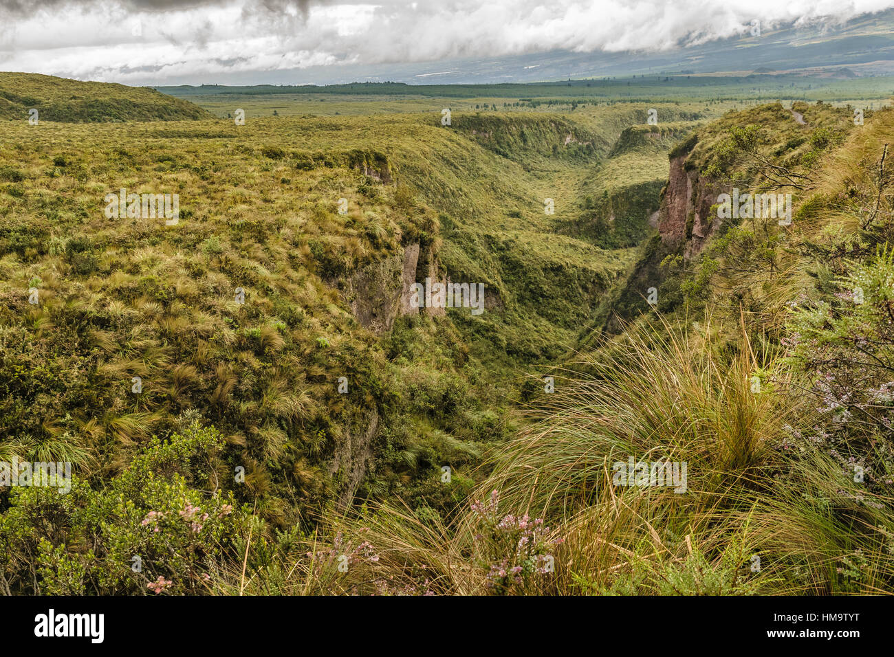 Andean landscape scene at Cotopaxi national park, Ecuador Stock Photo ...