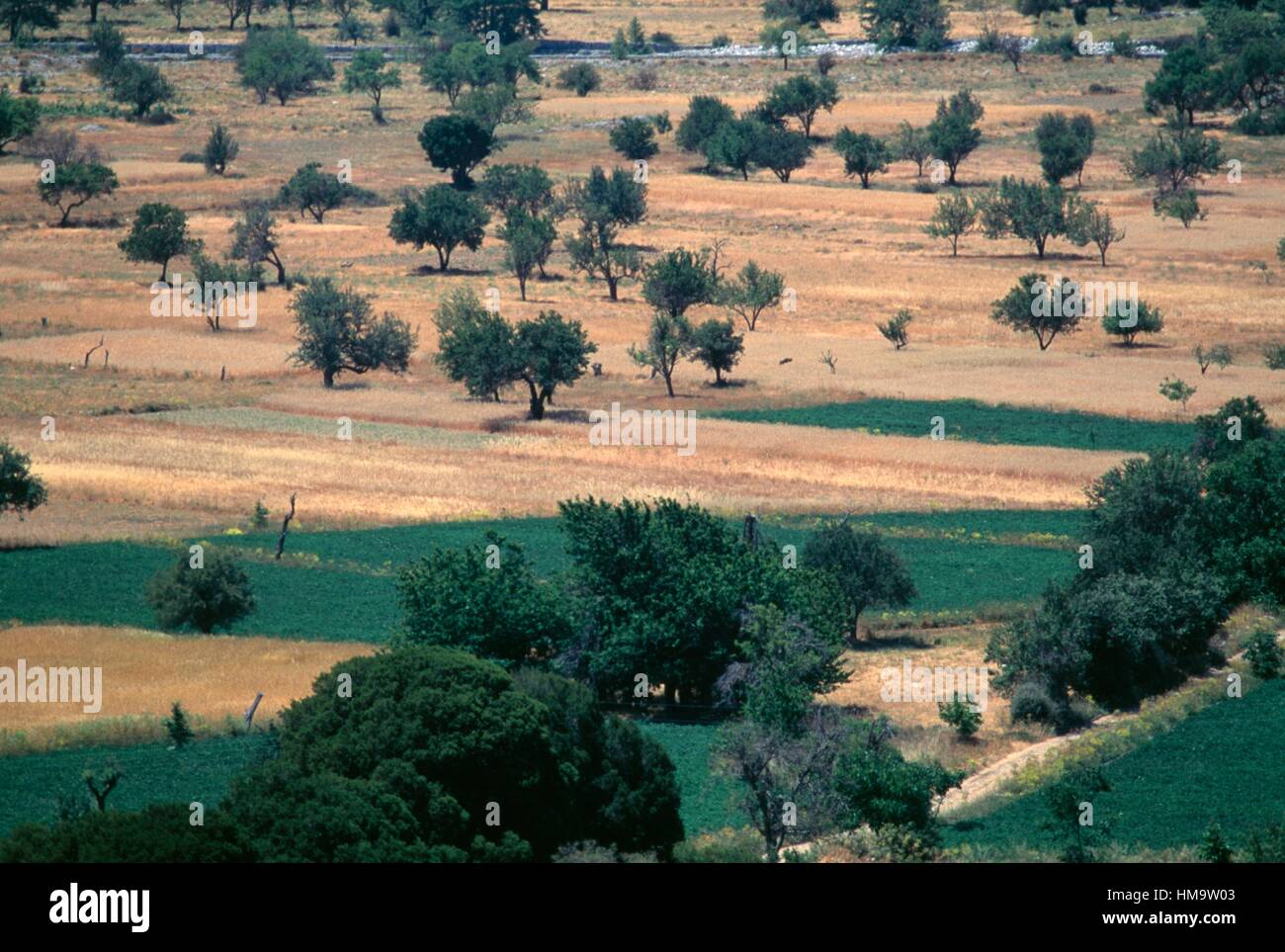Crops, Lassithi plateau, Crete, Greece Stock Photo - Alamy