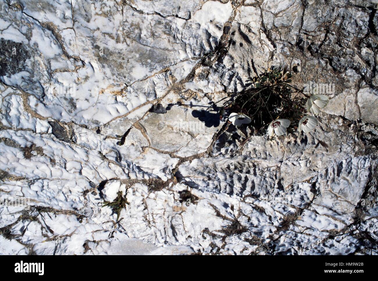 Limestone outcrop, Skordilo, Crete, Greece Stock Photo - Alamy