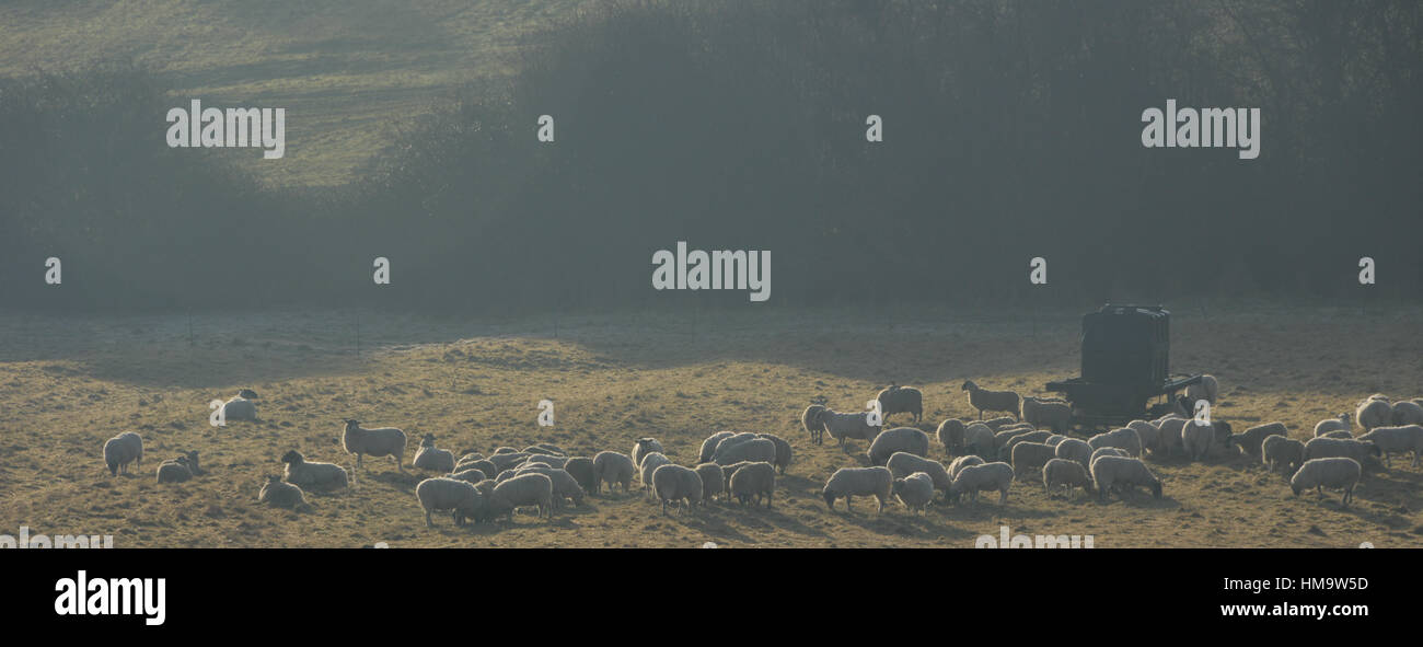 Flock of sheep in mist, Hook Norton, Oxfordshire Stock Photo - Alamy