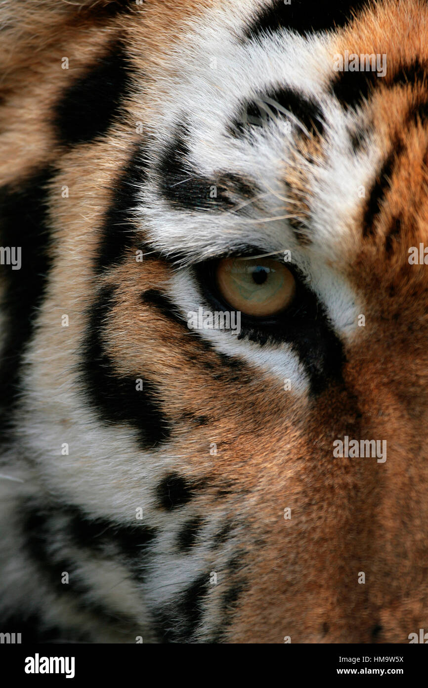 Siberian tiger (Panthera tigris altaica), face, close up, captive Stock ...