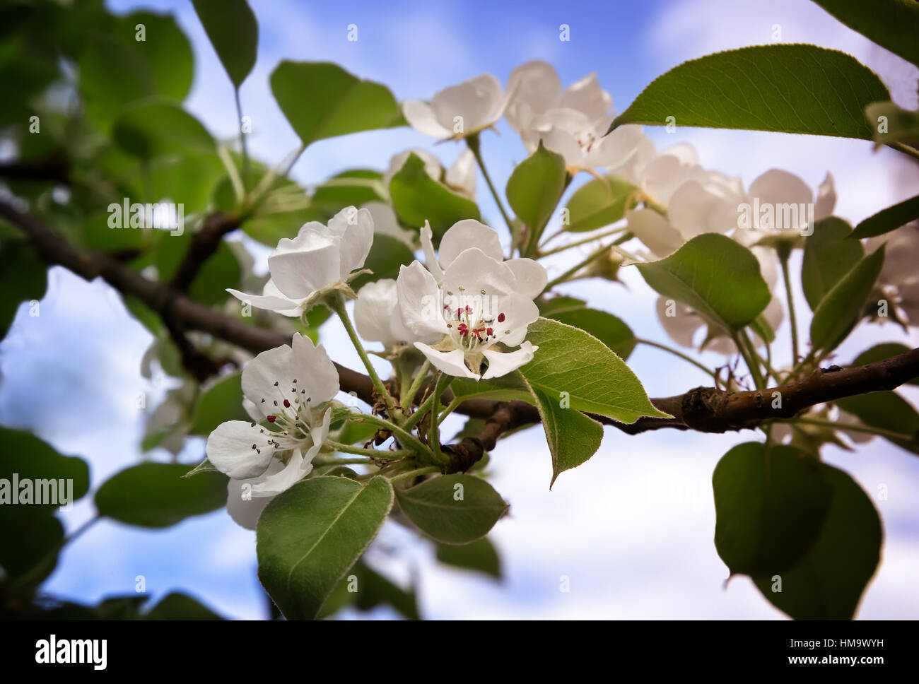 The pear tree with lots of pink and white flowers and buds in a green ...