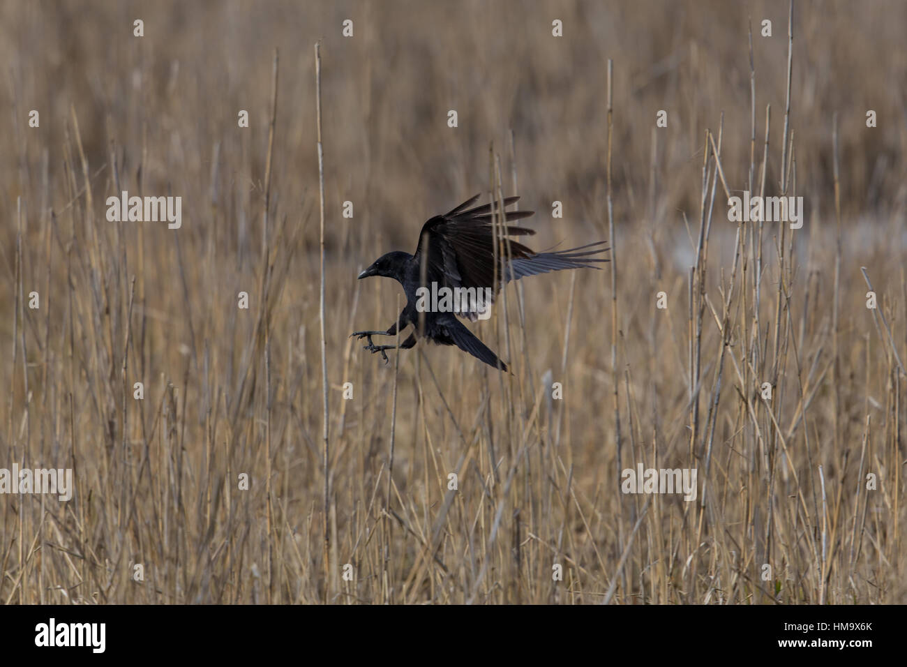 Crow landing hi-res stock photography and images - Alamy
