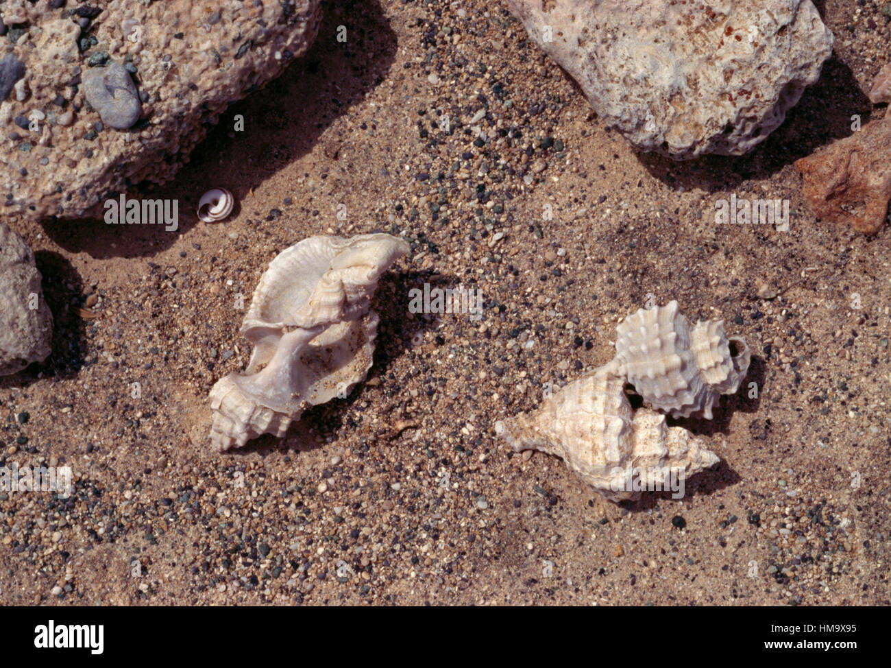 Shells on the sand, Koufonissi island, Crete, Greece Stock Photo - Alamy