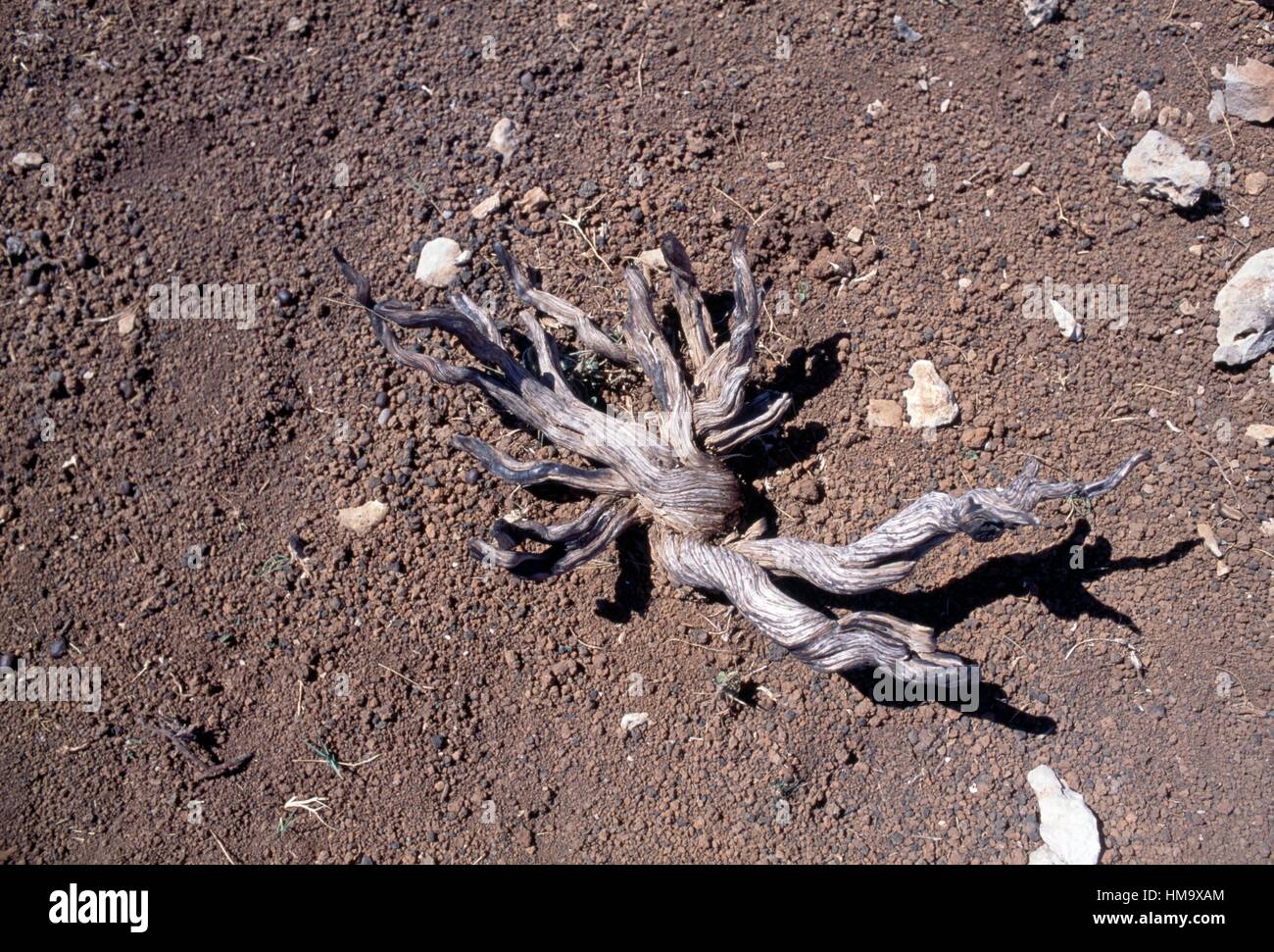Dried shrub root, eastern Crete, Greece Stock Photo - Alamy