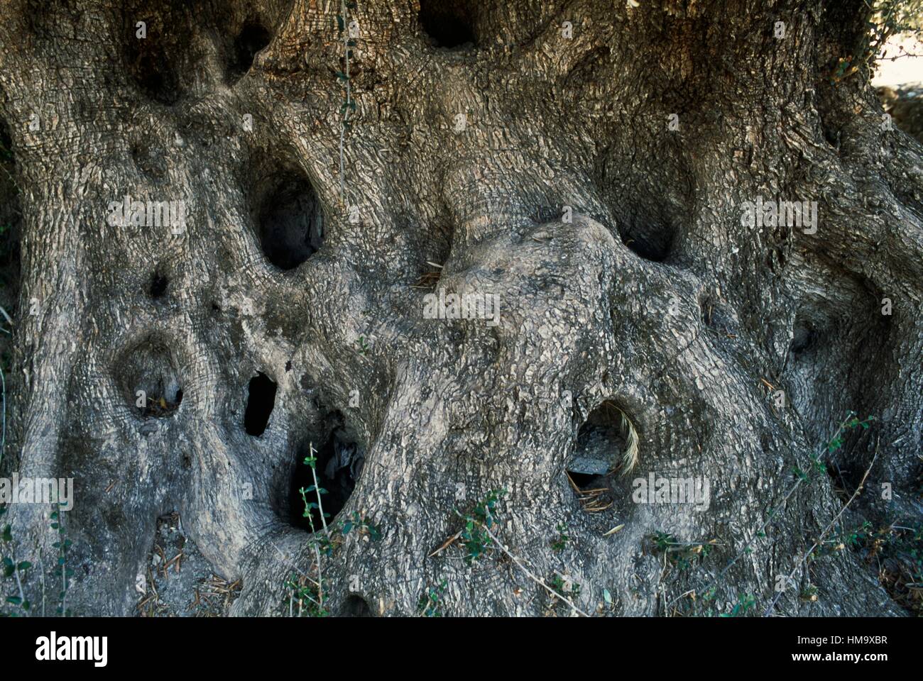 Ancient olive tree, reputed to be 3500 years old, detail of the trunk ...