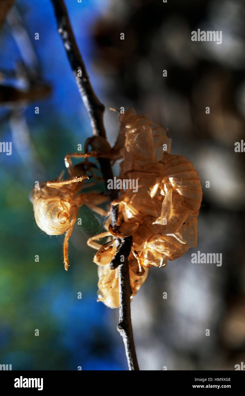 Insect pupae hi-res stock photography and images - Alamy