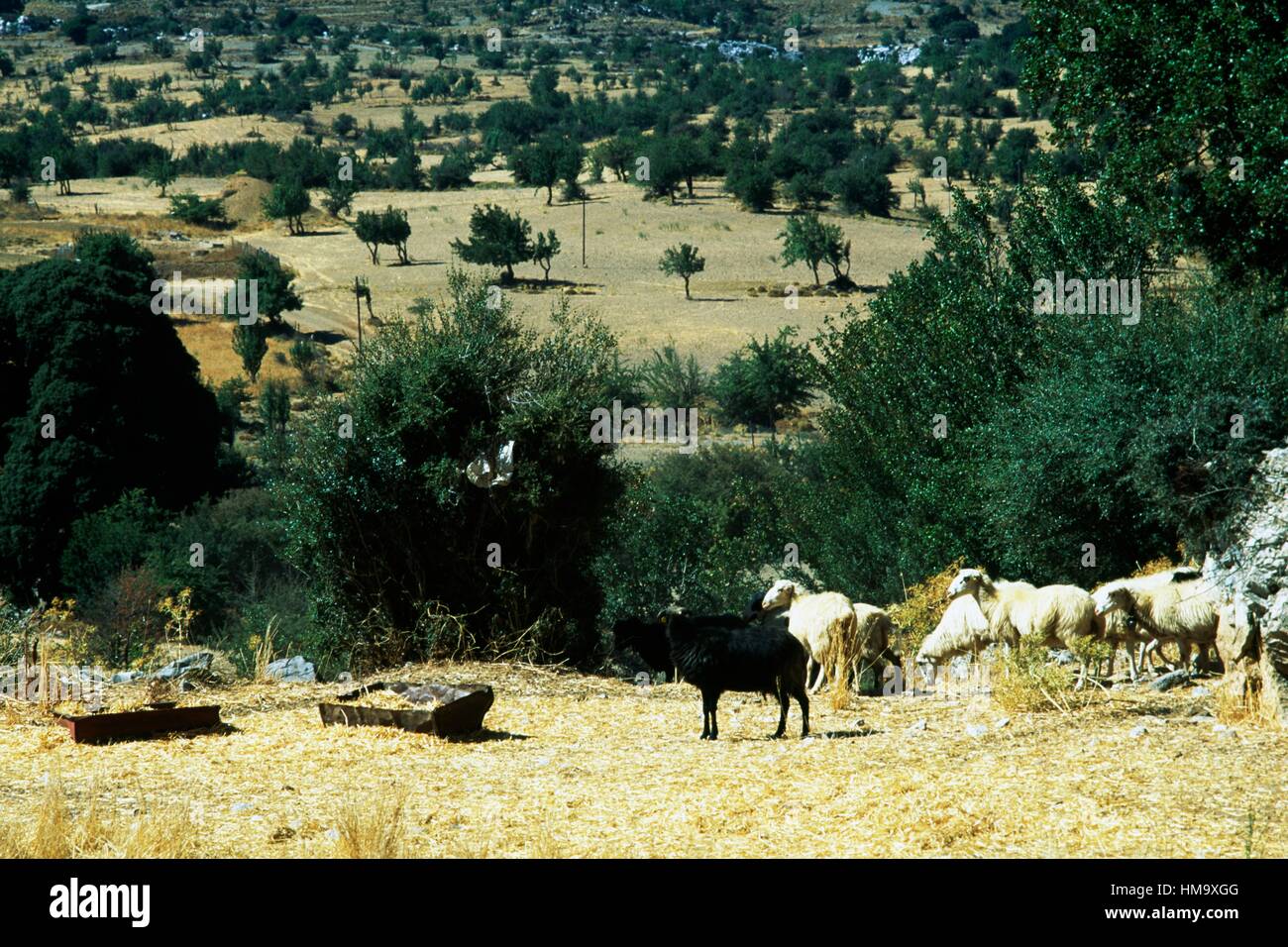 Sheep, Katharo plateau, Crete, Greece Stock Photo - Alamy