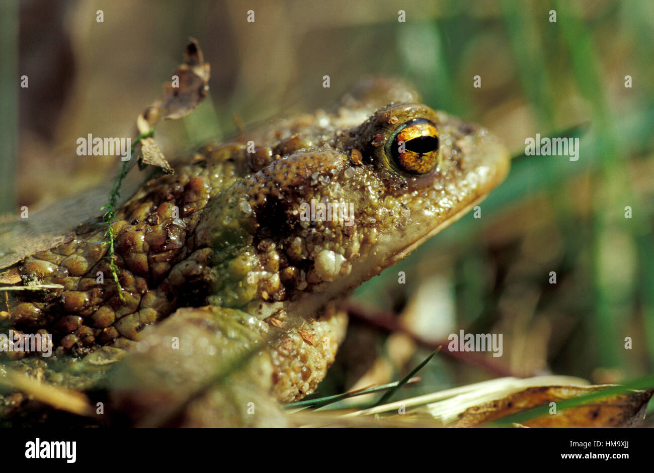 Walking common toads hi-res stock photography and images - Alamy