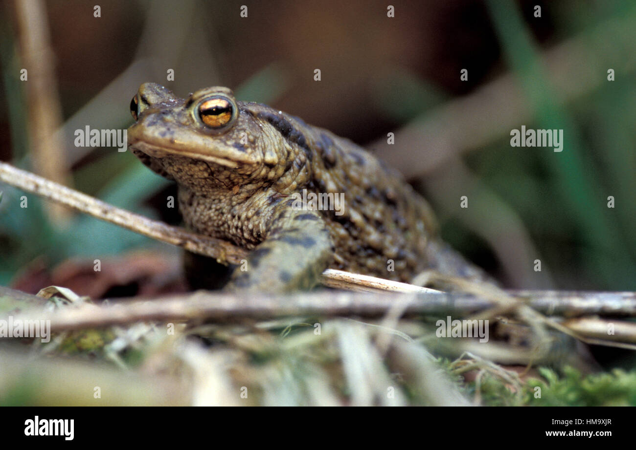Walking common toads hi-res stock photography and images - Alamy