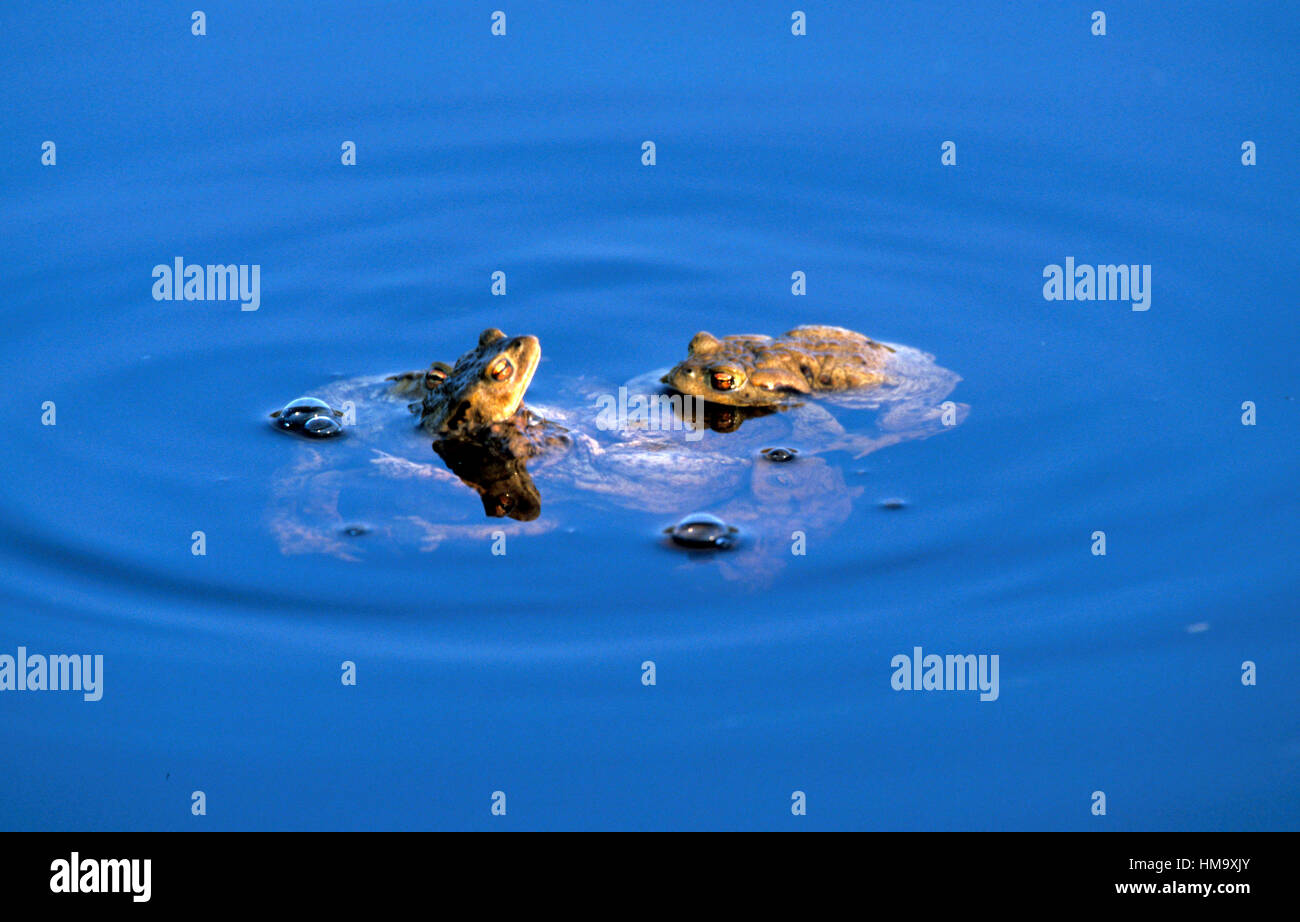 Walking common toads hi-res stock photography and images - Alamy