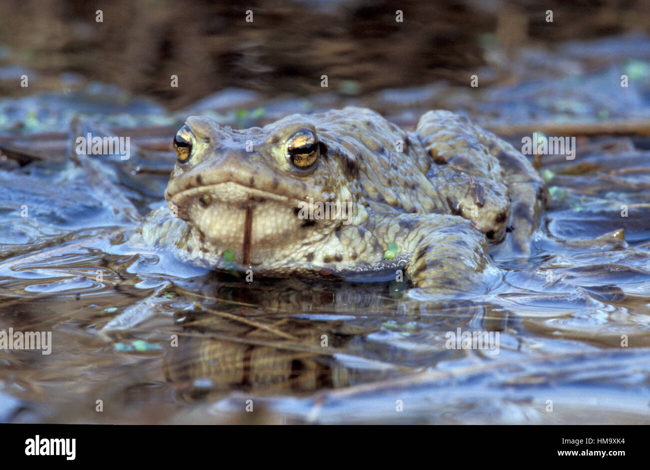 Walking common toads hi-res stock photography and images - Alamy