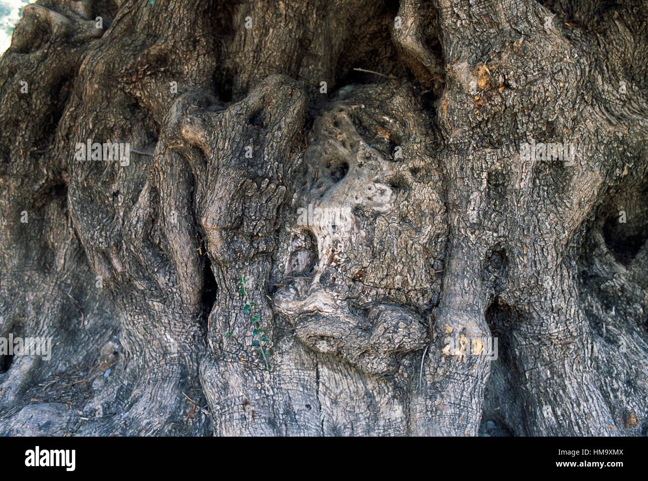 Ancient olive tree, reputed to be 3500 years old, detail of the trunk ...