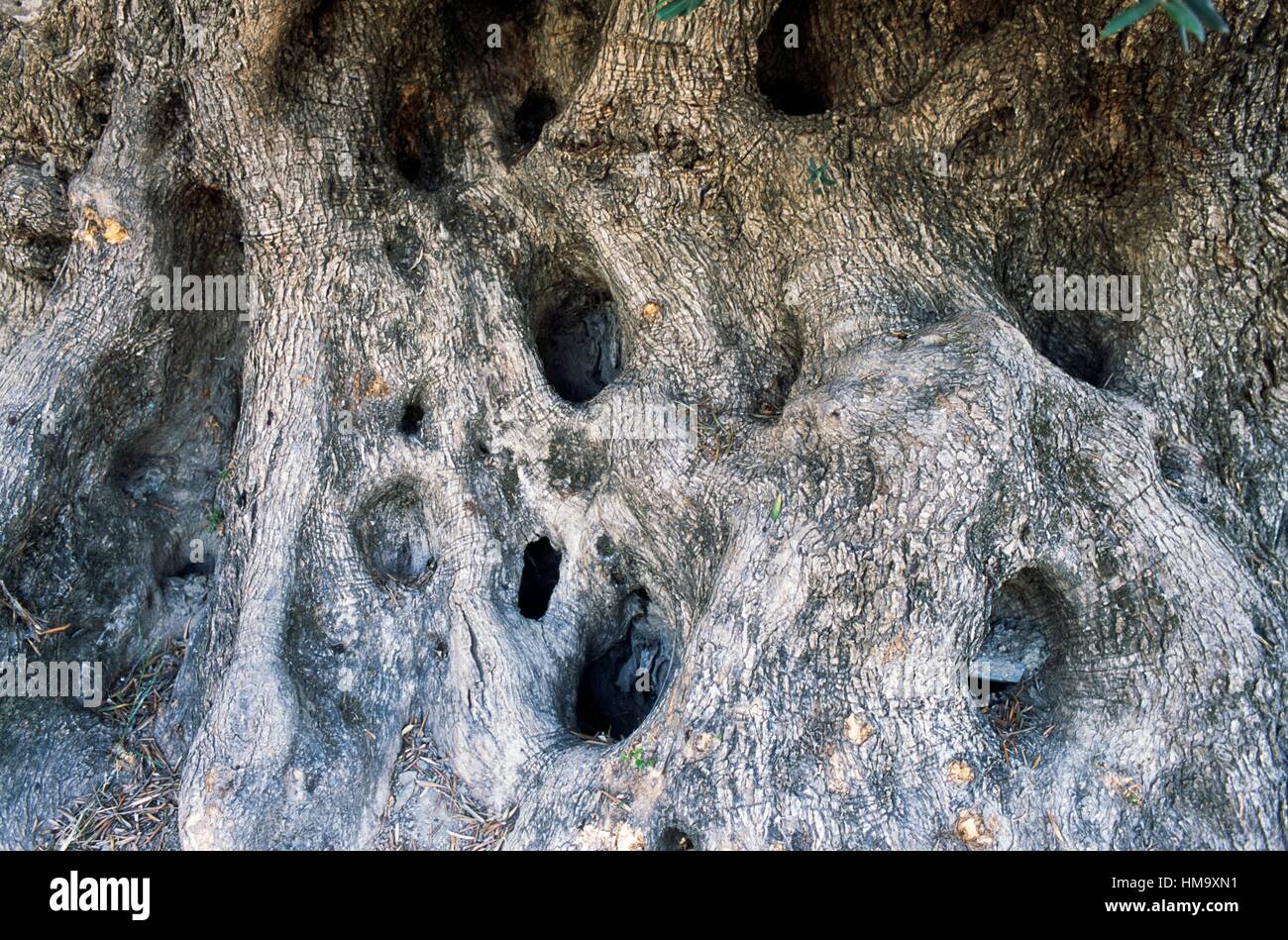 Ancient olive tree, reputed to be 3500 years old, detail of the trunk ...