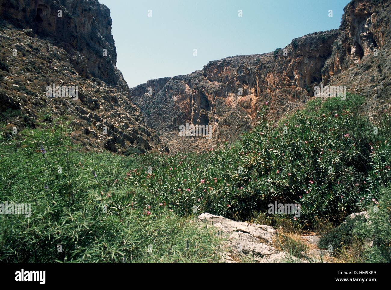 Bushes, Zakros Gorge, Crete, Greece Stock Photo - Alamy