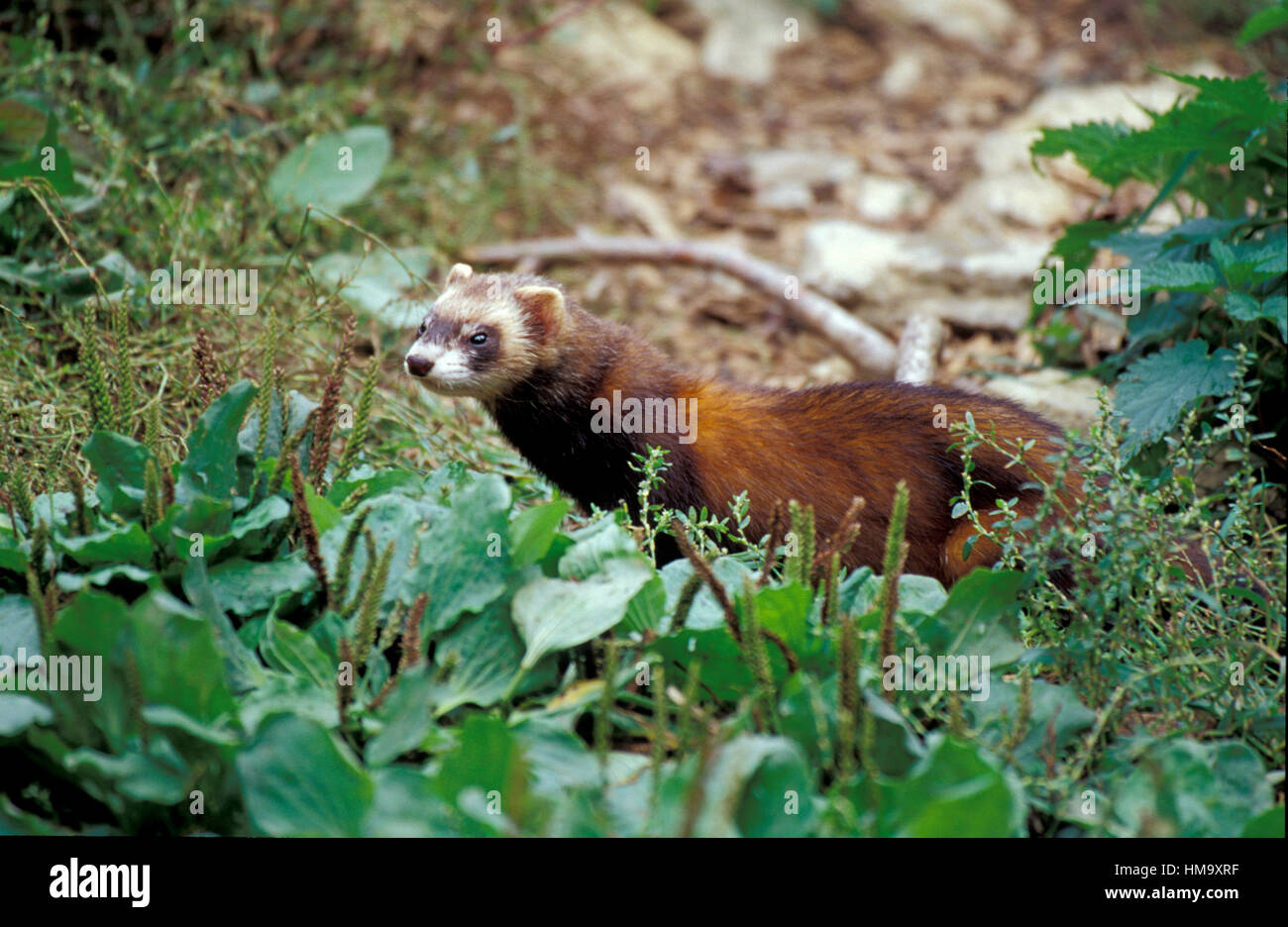 Polecats and ferrets Stock Photo - Alamy