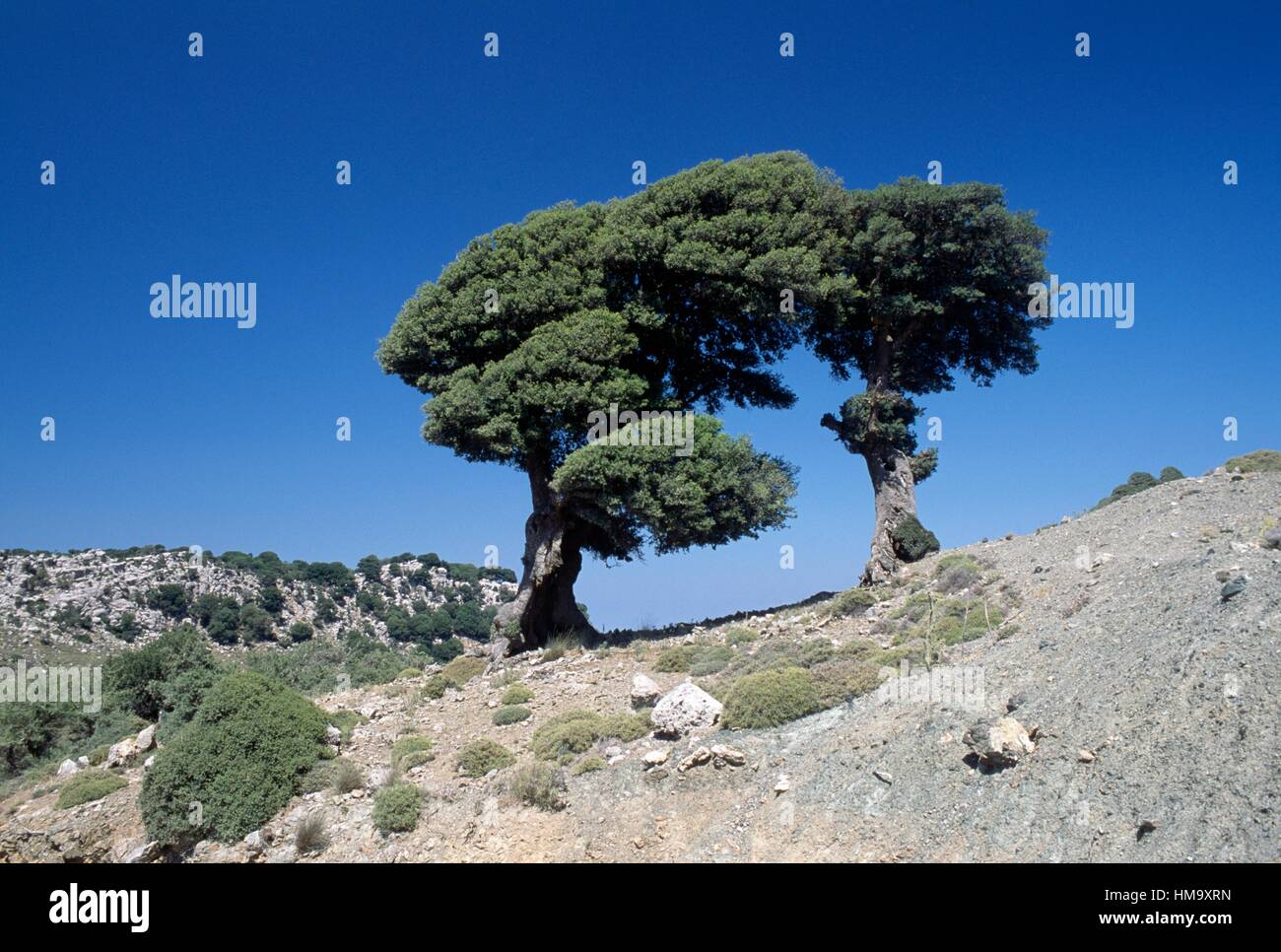 Tree shaped wind view hi-res stock photography and images - Alamy